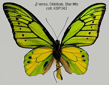 Papua Insects Foundation (Lepidoptera/Papilionidae/Ornithoptera chimaera)